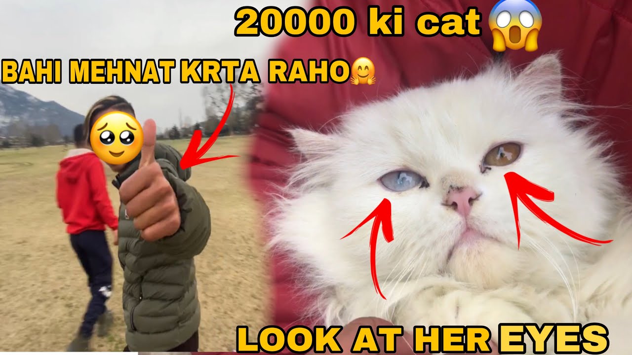RANDOM SA KARVAYA CHANNEL SUBSCRIBE 😂| 20000 ki cat lana k decision la ...