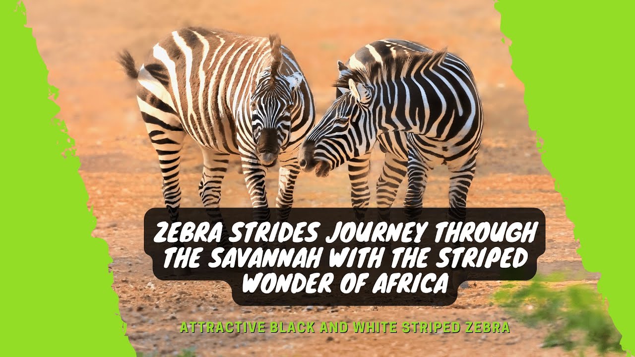 Discovering the Enigmatic World of Zebras 🦓 Fascinating Zebra Facts and ...