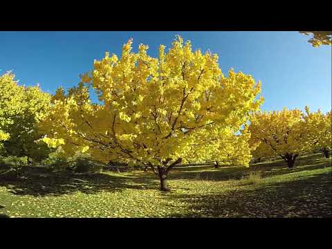 şair emircan şıktaş