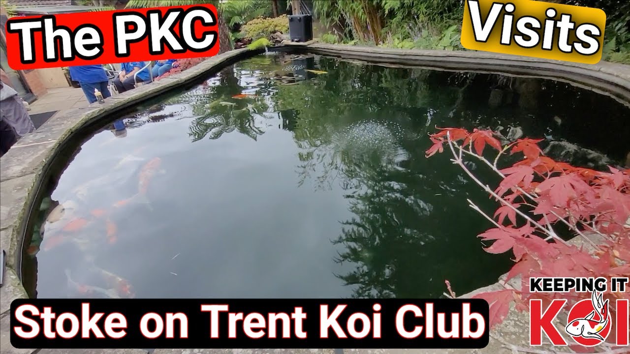 The Peterborough Koi Club Visits The Stoke on Trent Koi Club - YouTube