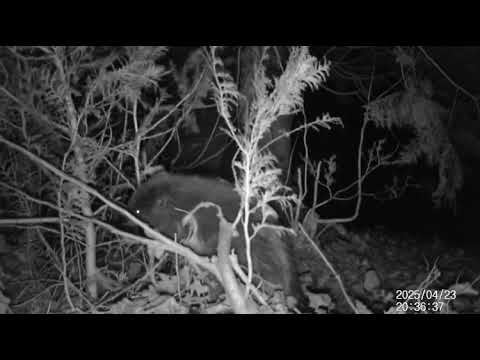 Beaver caught on wildlife cam Bath,UK