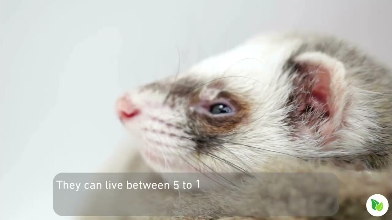 7 INteresting facts about ferrets you probably didn't know. - YouTube