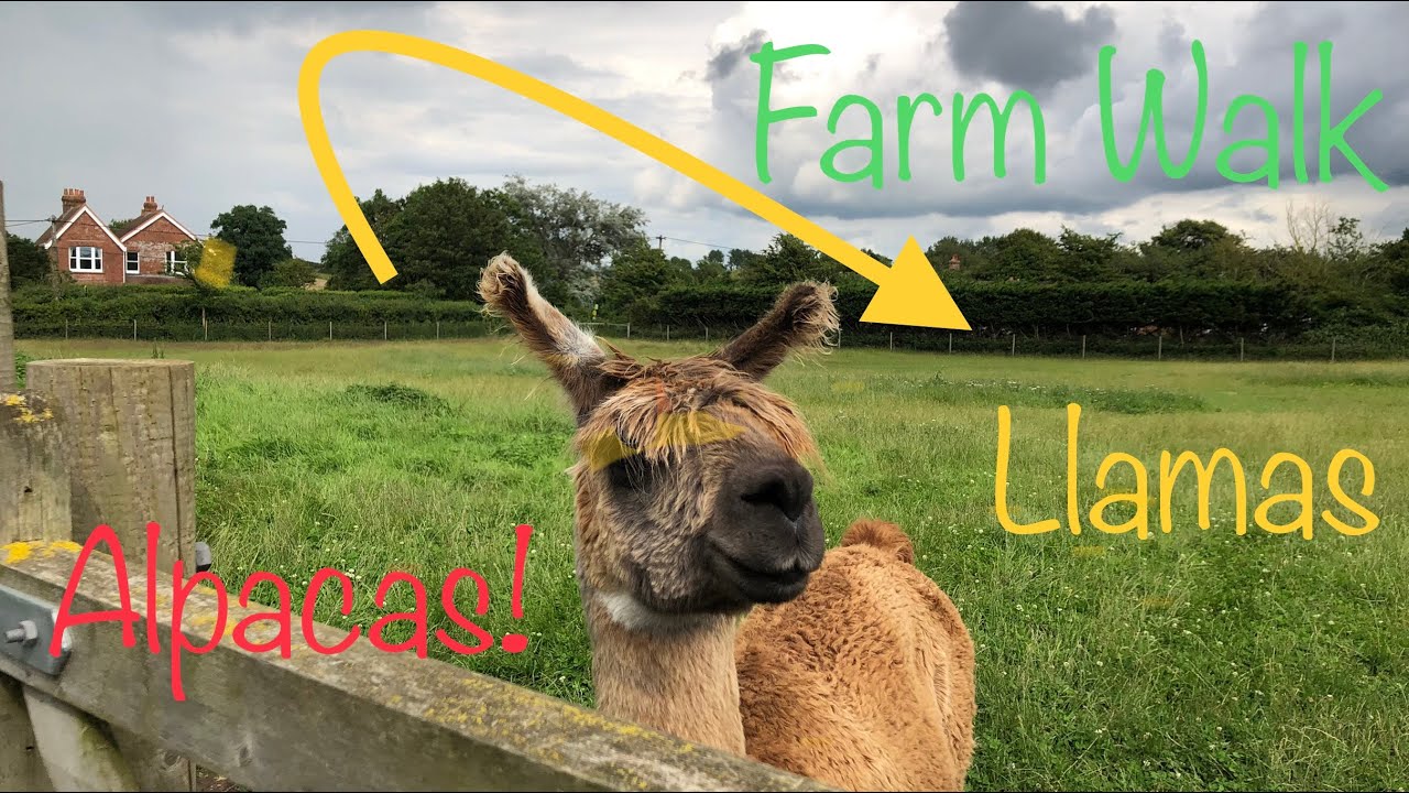 Spending Time on Farm | Llamas & Alpaca & Goat…. - YouTube
