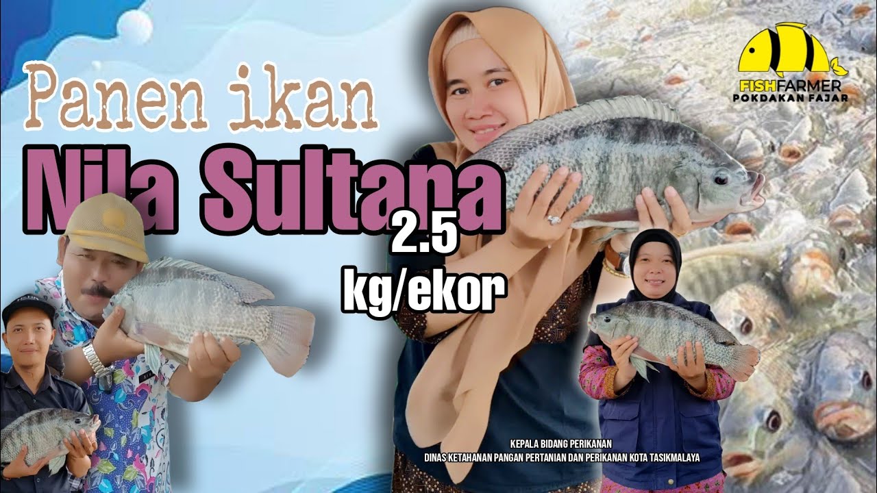 PANEN NILA SULTANA || PELUANG USAHA TAMBAHAN - YouTube