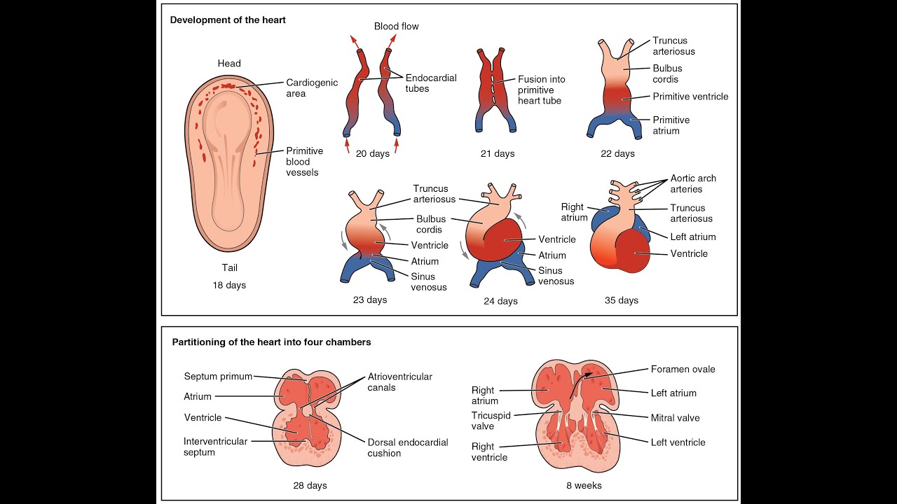 Development of cardiovascular system Part 1 - YouTube