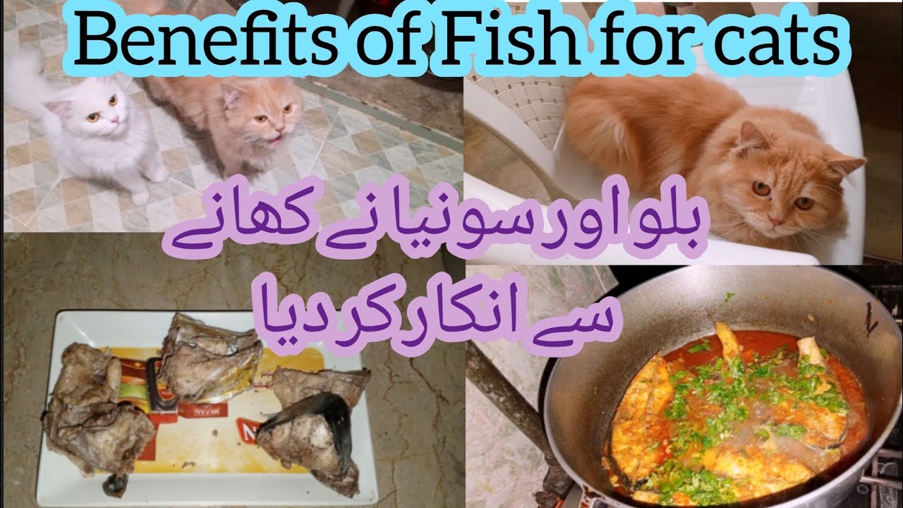 Benefits of Fish for Cats | Cats daily routine | KITTYcat Vlogs - YouTube