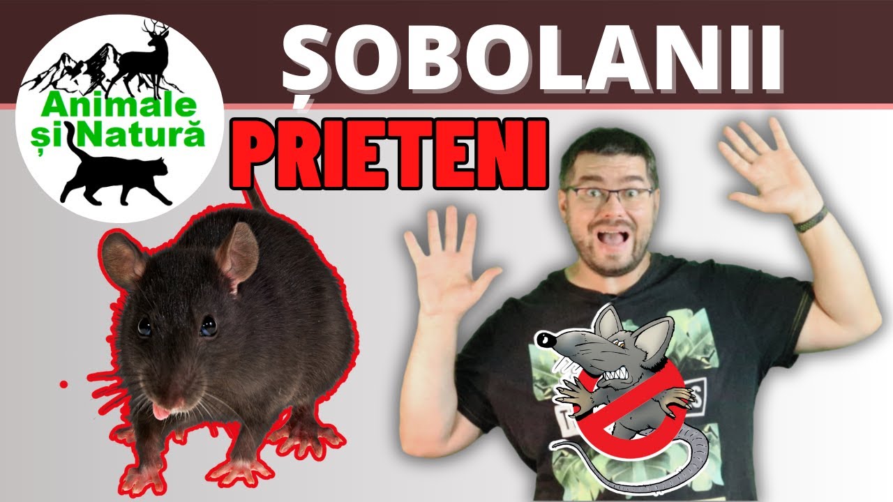De ce șobolanii sunt animalele de companie PERFECTE în 2025 - YouTube