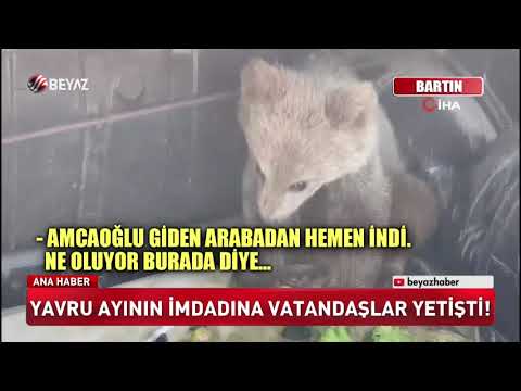 Yavru ayının imdadına vatandaşlar yetişti!