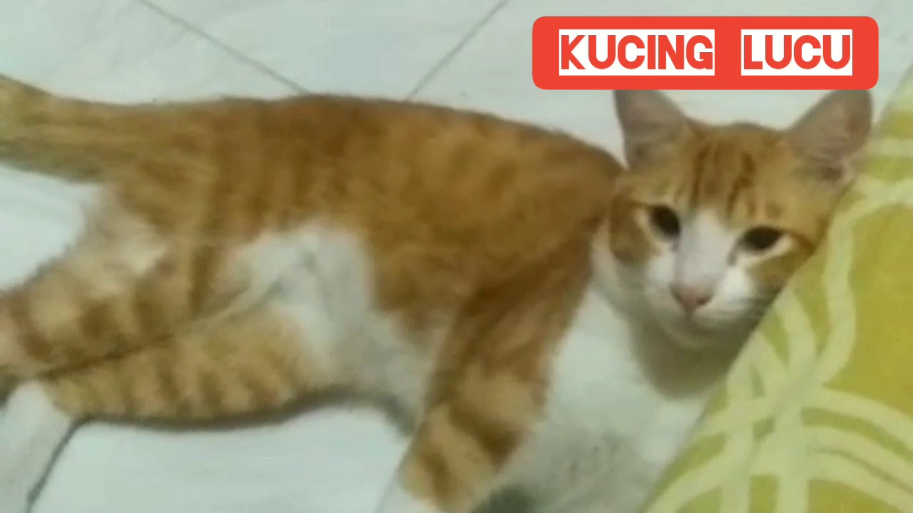 🔴Kucing kalem - YouTube