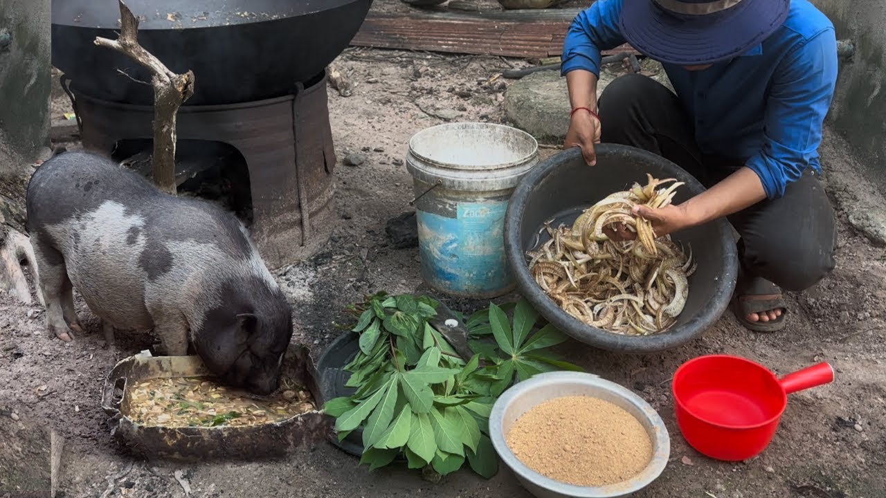 The Secret Village Making Pig Feed | How To Make Low Cost Pig Feed ...