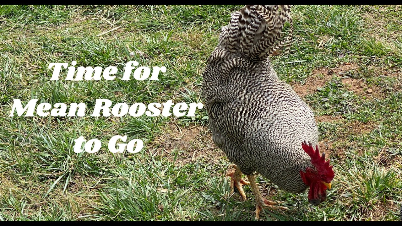 Saying Goodbye to Mean Rooster - YouTube