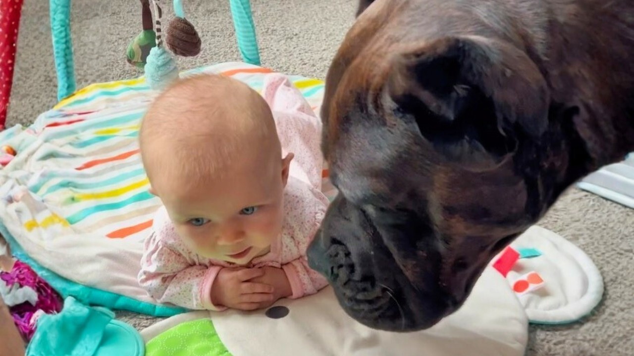 The 125-Pound Cane Corso Who Stayed by a Child’s Side Through Every ...