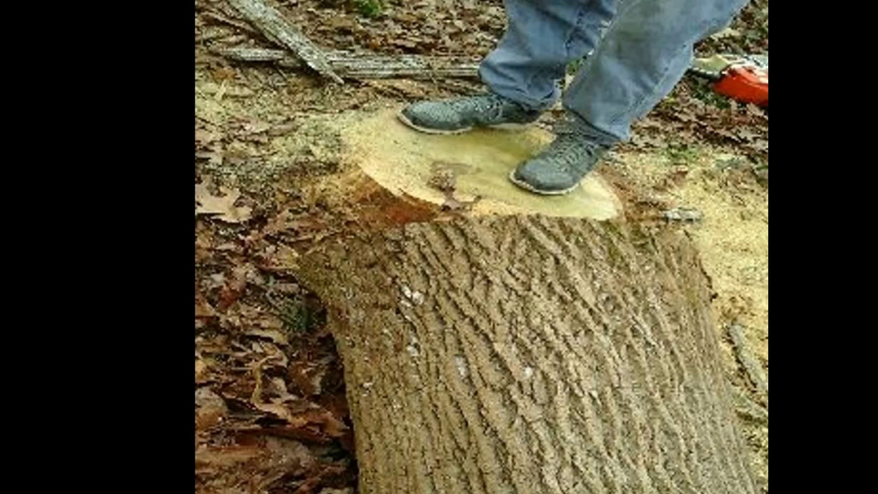 Tree Removal by Unique Tree Beaver Services, LLC - YouTube