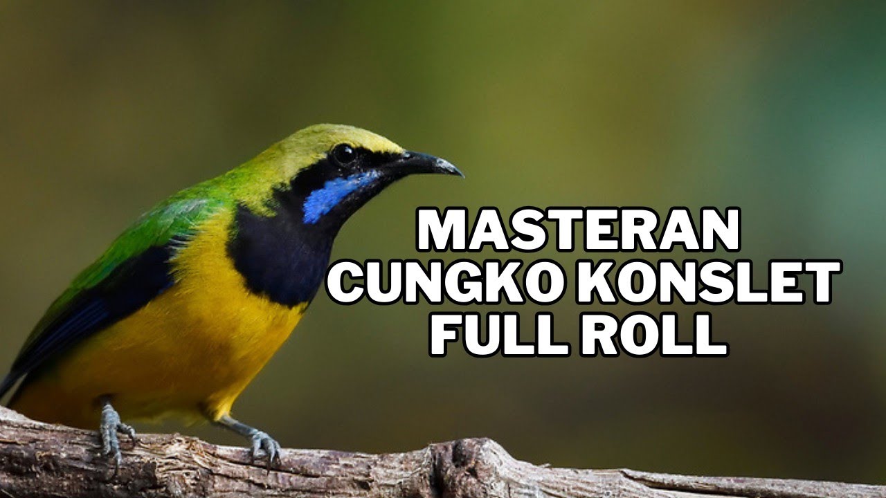 🔴CUCAK CUNGKOK KONSLET FULL ROLL PANJANG - YouTube