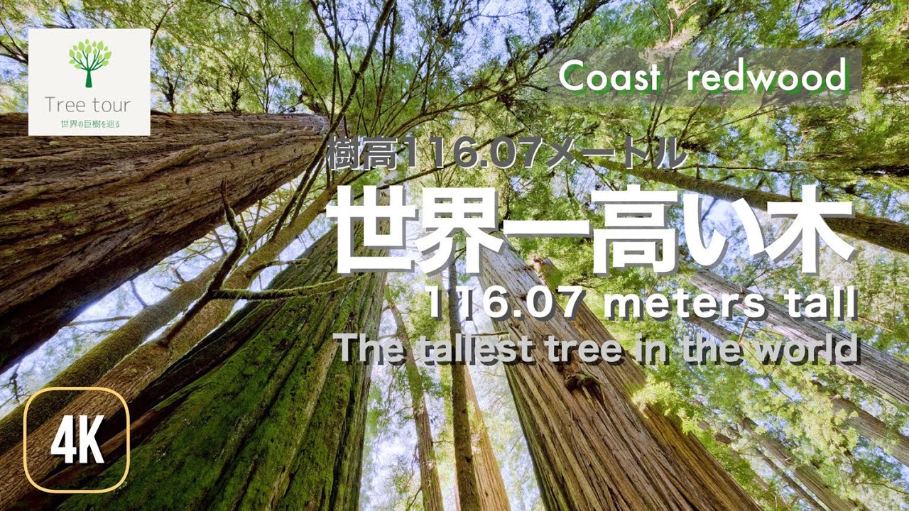 The tallest tree in the world / 116.07 meters 🌴 世界一高い木 / 樹高116.07m ...