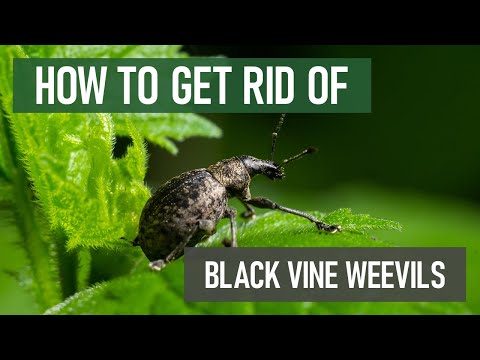 What Is A Weevils Target