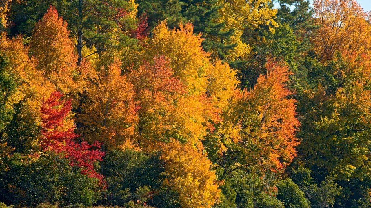 Fall Foliage: Why do leaves change color in the fall? - YouTube