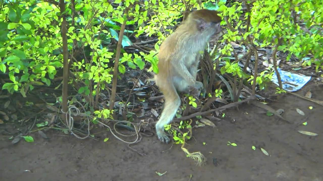 Francis' monkey, Tim - Kasapin - YouTube