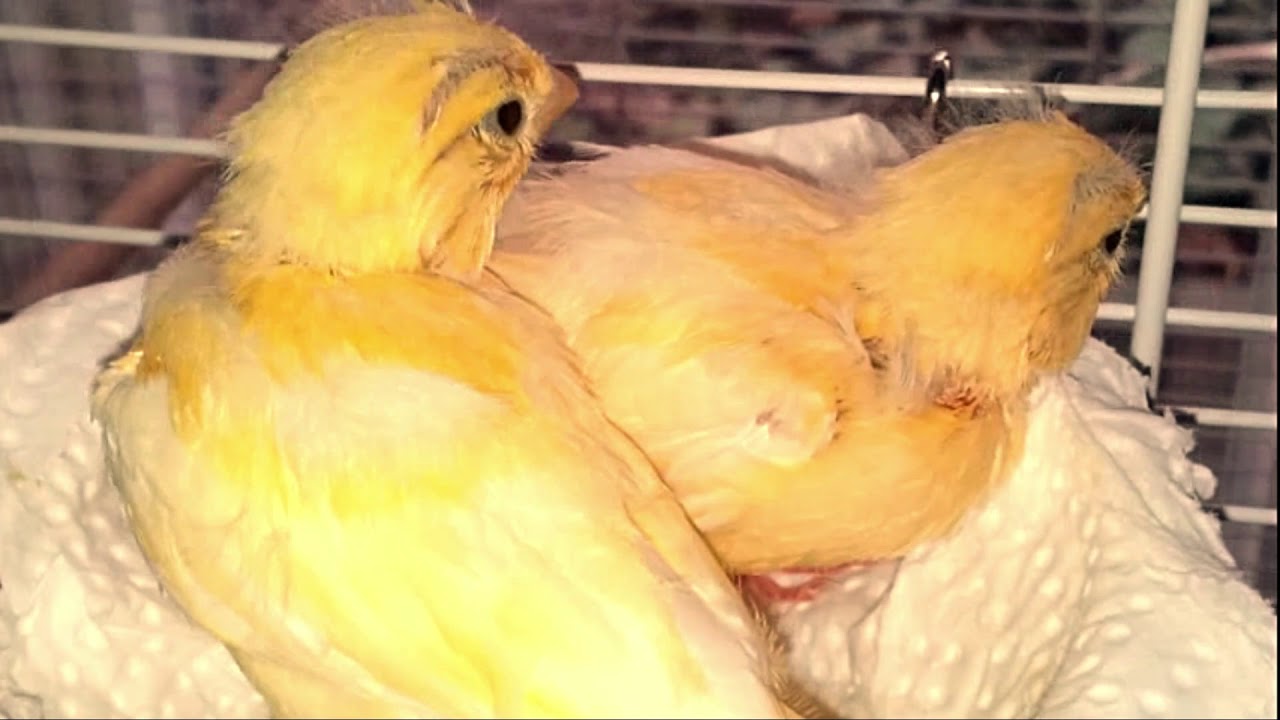 BABY CANARY FROM DAY 1 TO DAY 30 | BABY CANARY GROWTH - YouTube