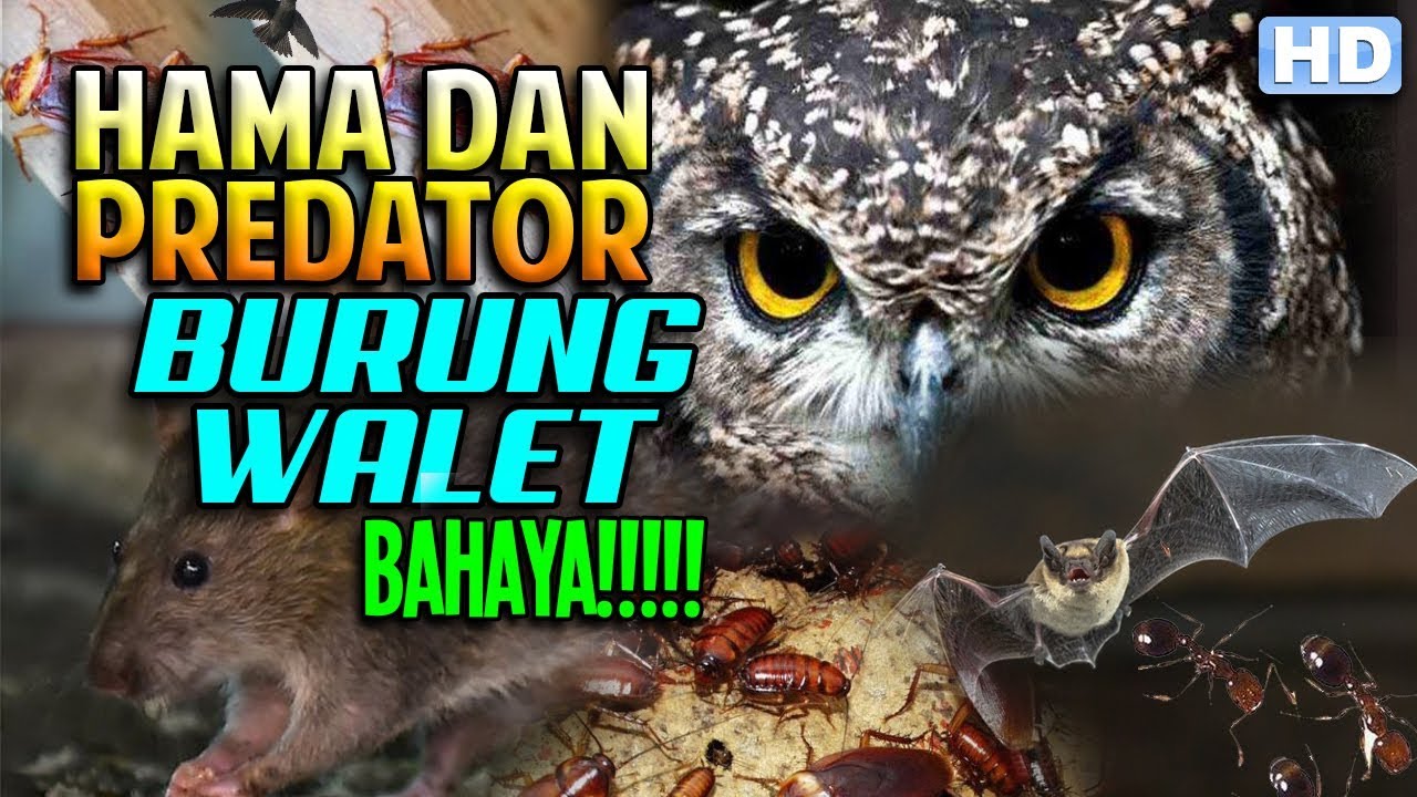 8 HAMA DAN PREDATOR RUMAH WALET, Dapat Menurunkan Produktivitas Sarang ...