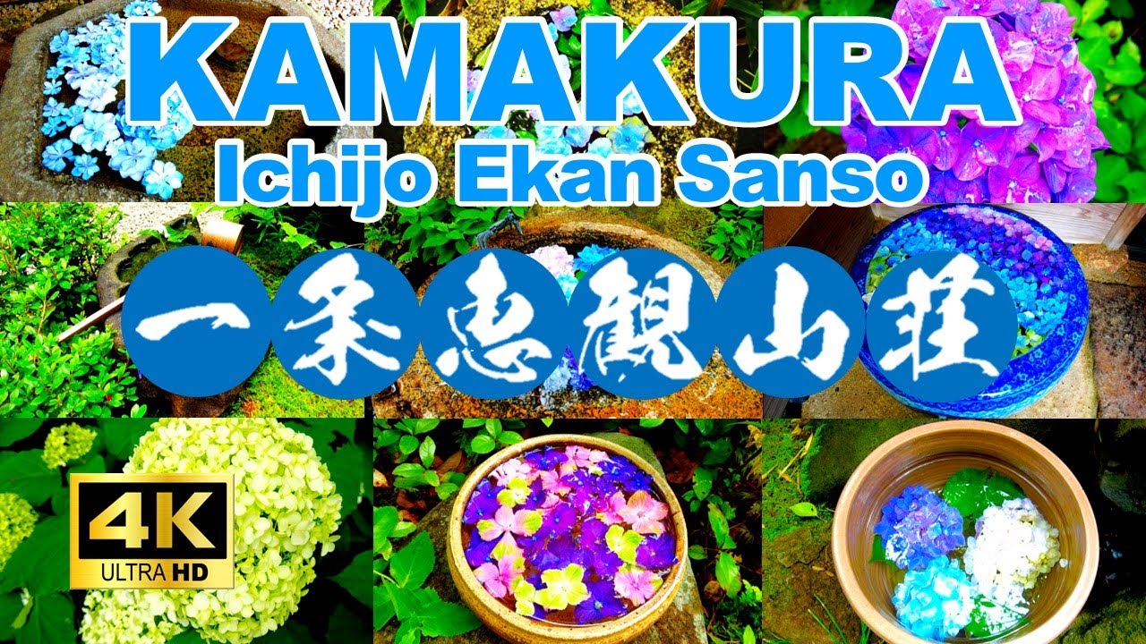 【4K🇯🇵】Kamakura's Best-kept secrets hydrangea spot "Ichijo Ekan Sanso ...