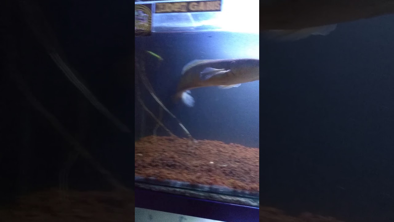 Channa red maru Sentarum #KaoemGABUS - YouTube