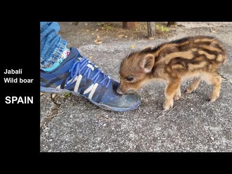 Porc senglar/Jabalí jabato/Wild boar. 2-3 weeks old. Barcelona. Spain ...