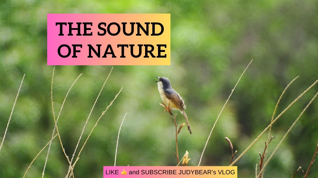 Sound Of Nature | Masarap sa Tainga - YouTube