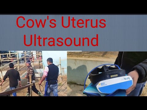 Information for cows uterus ultrasound. kya थी problem aur kya hai ...