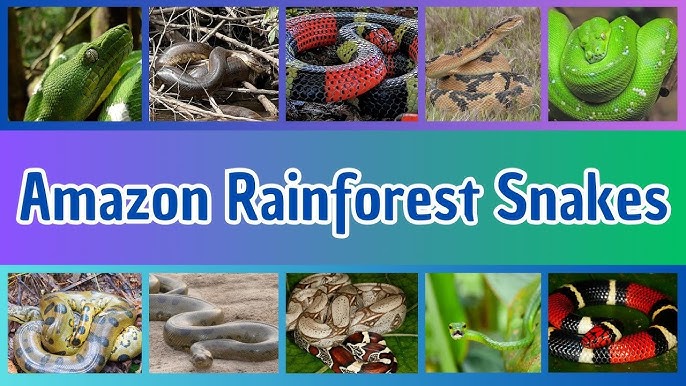 Types Of Rainforest Snakes Amazing World: The World's Most