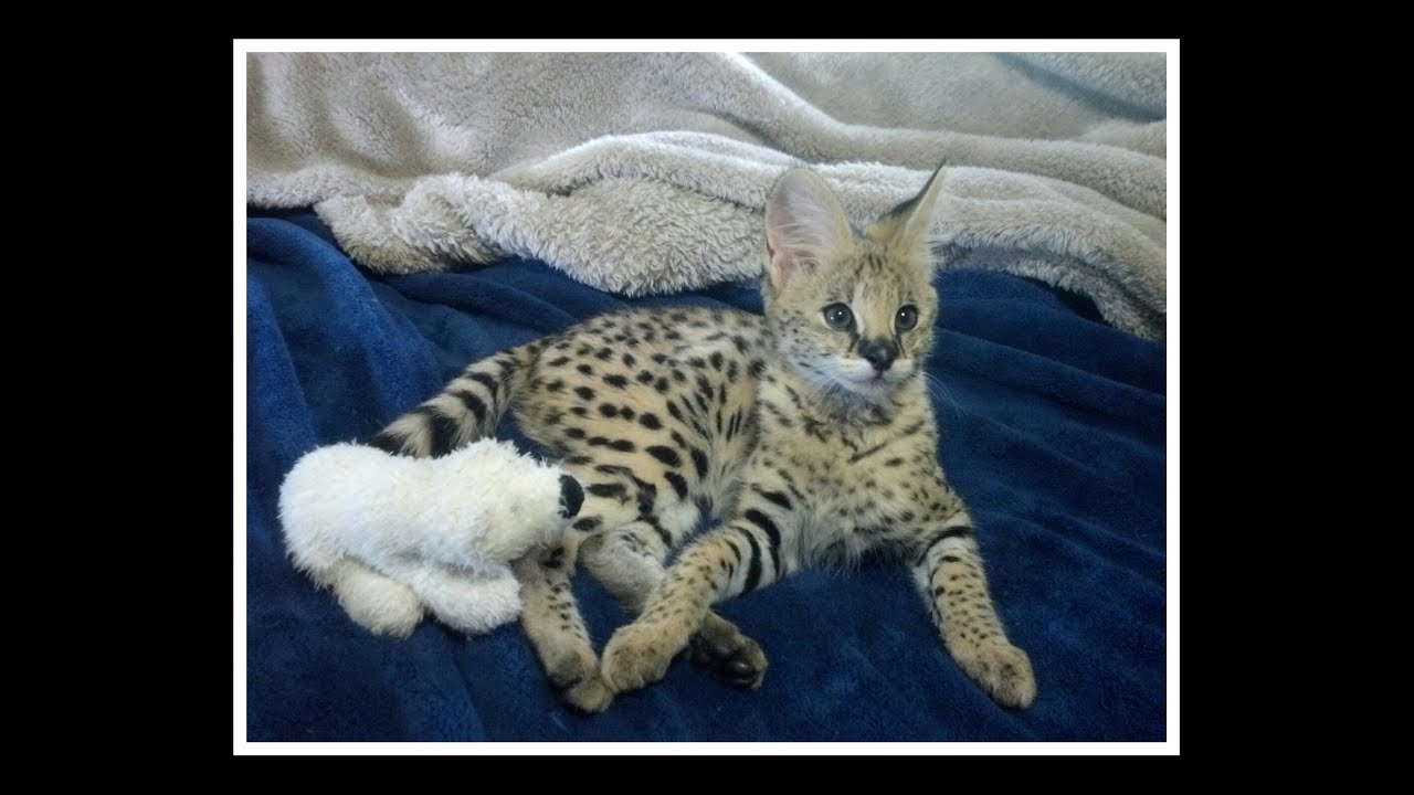 African Serval (Tag) Playing On Bed - YouTube
