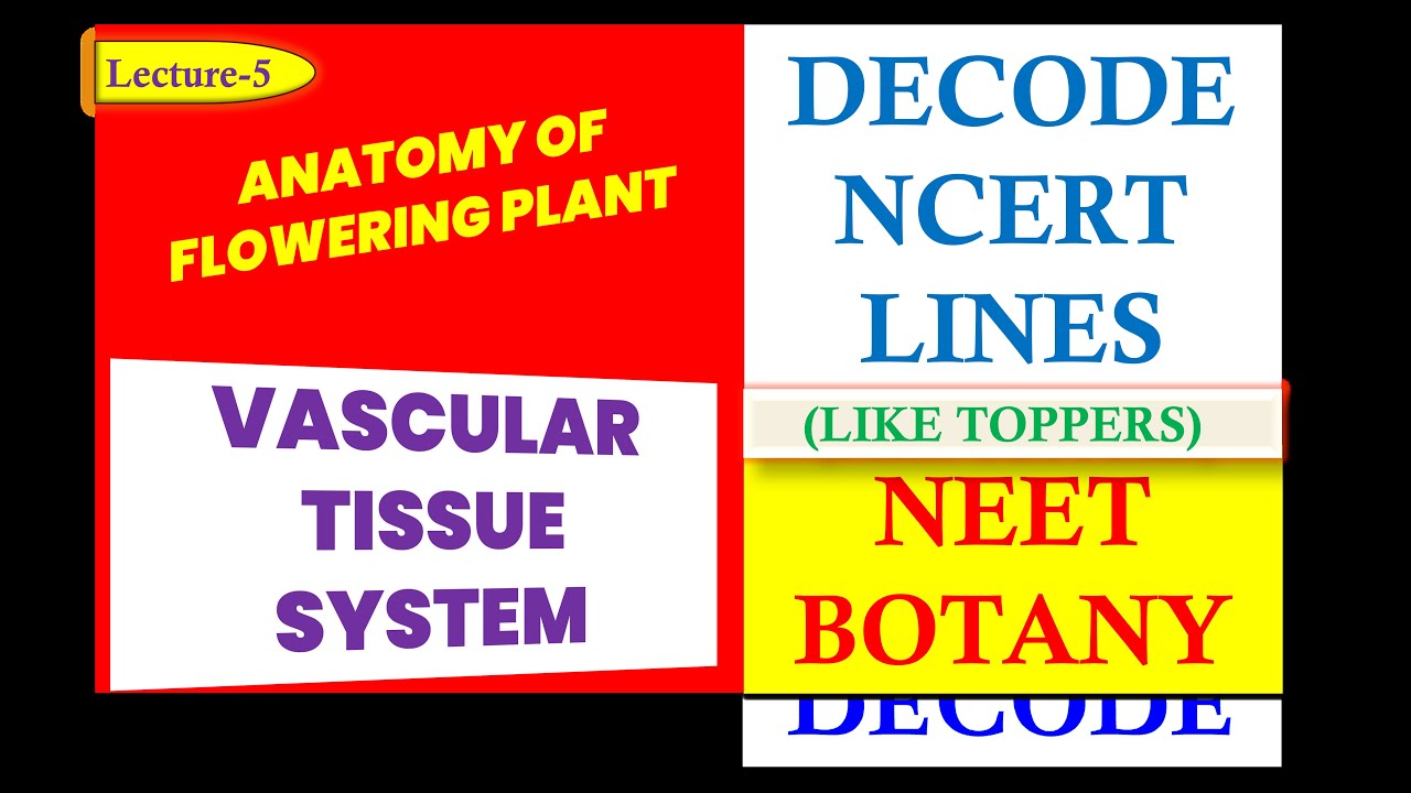 VASCULAR TISSUE SYSTEM || ANATOMY OF FLOWERING PLANTS || NEET || BOTANY ...