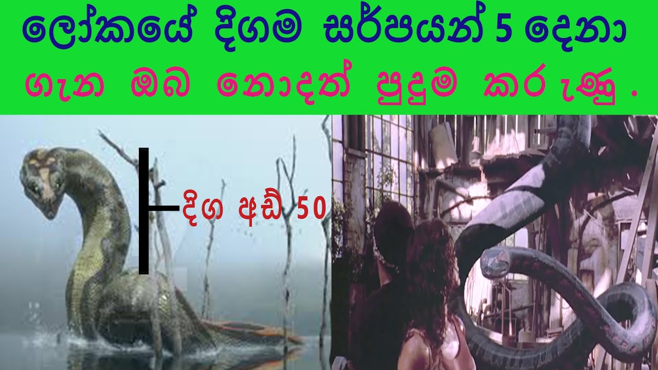 World longest/biggest/largest top 5 snakes that amazing details sinhala ...