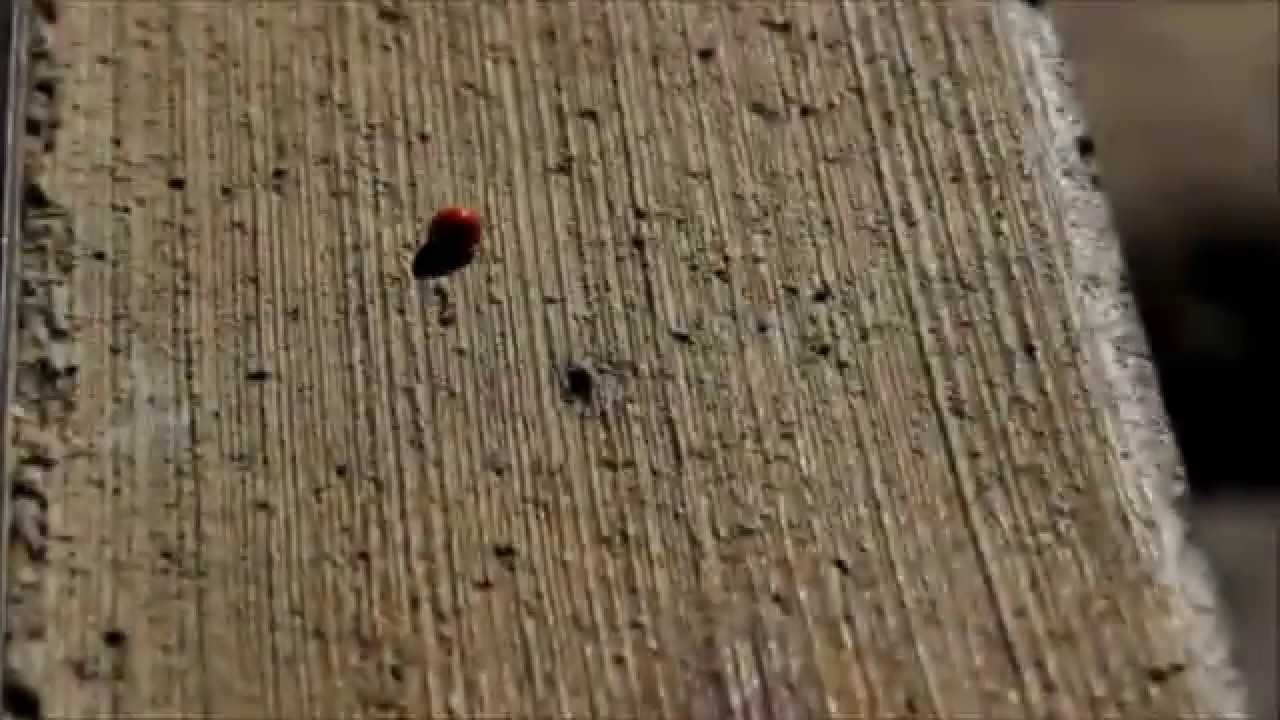 Lady bugs, fall activity - YouTube