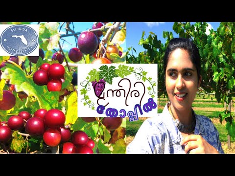 South American Special Muscadine Grapes Vineyard | Farm visit in ...