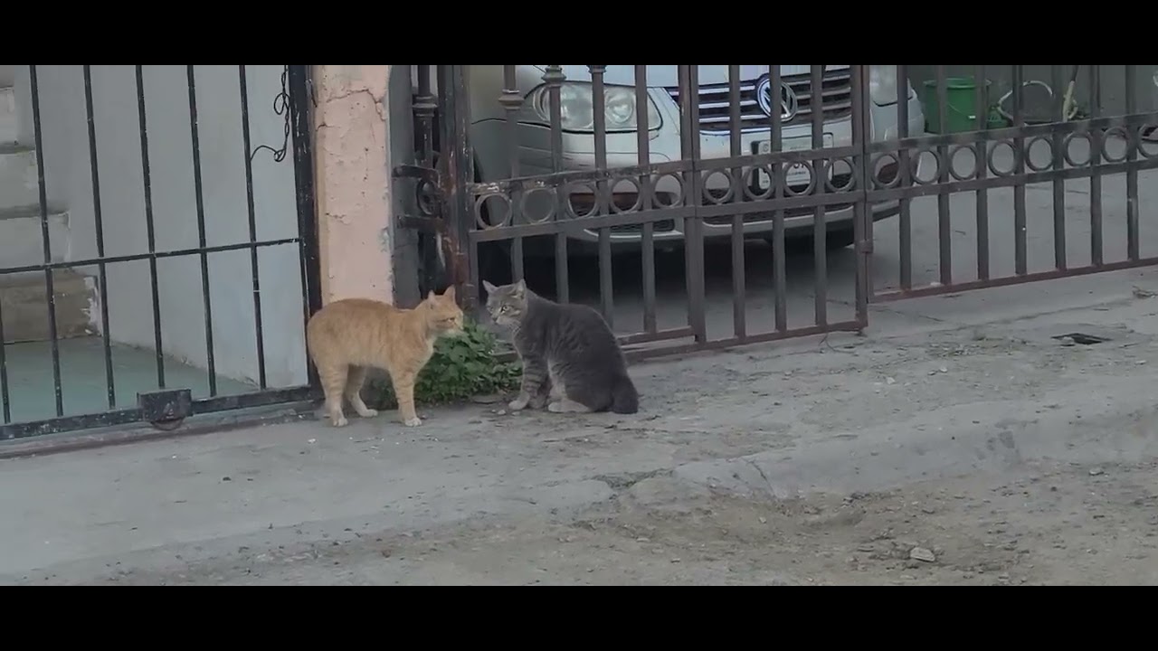 Raúl cat fight villa fontana - YouTube