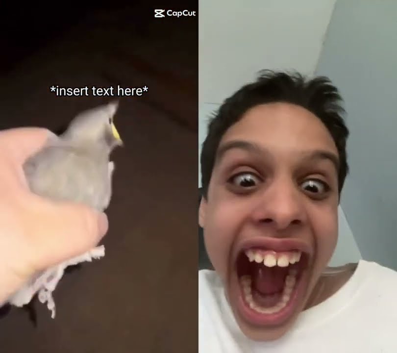 Bird Meme Youtube