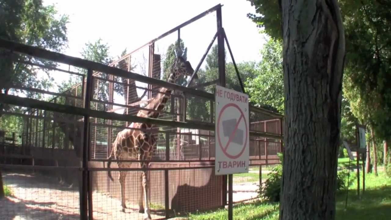 Kiev - Zoopark, The Zoo - YouTube