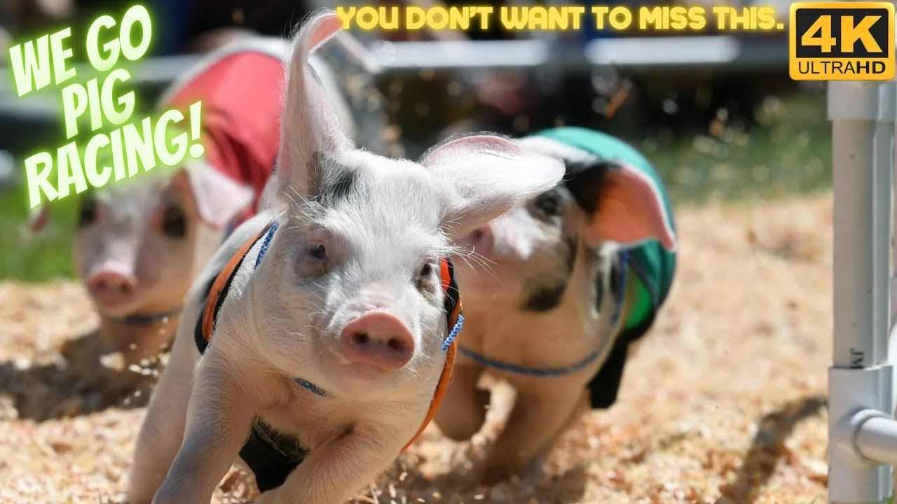 PIG RACING’S FINEST ROSAIRE’S ROYAL RACERS INVADE THE NORTH GEORGIA ...