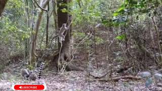 This Endangered Monkey is one of the world's most colorful primates short film showcase