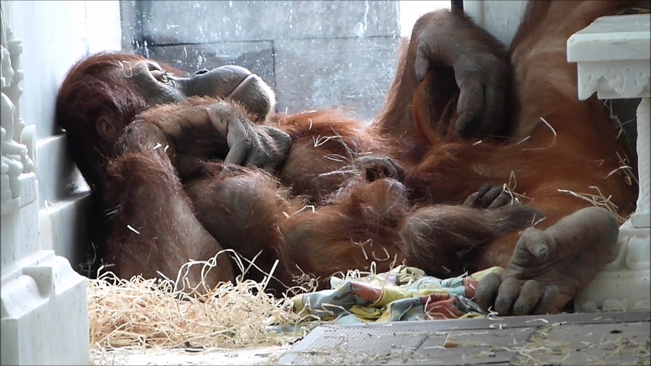 2017 05 30 Berani et sa maman Sari moment tendresse - YouTube