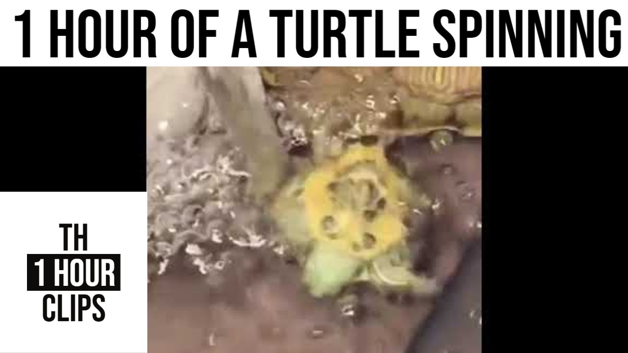 1 hour of a turtle spinning - YouTube