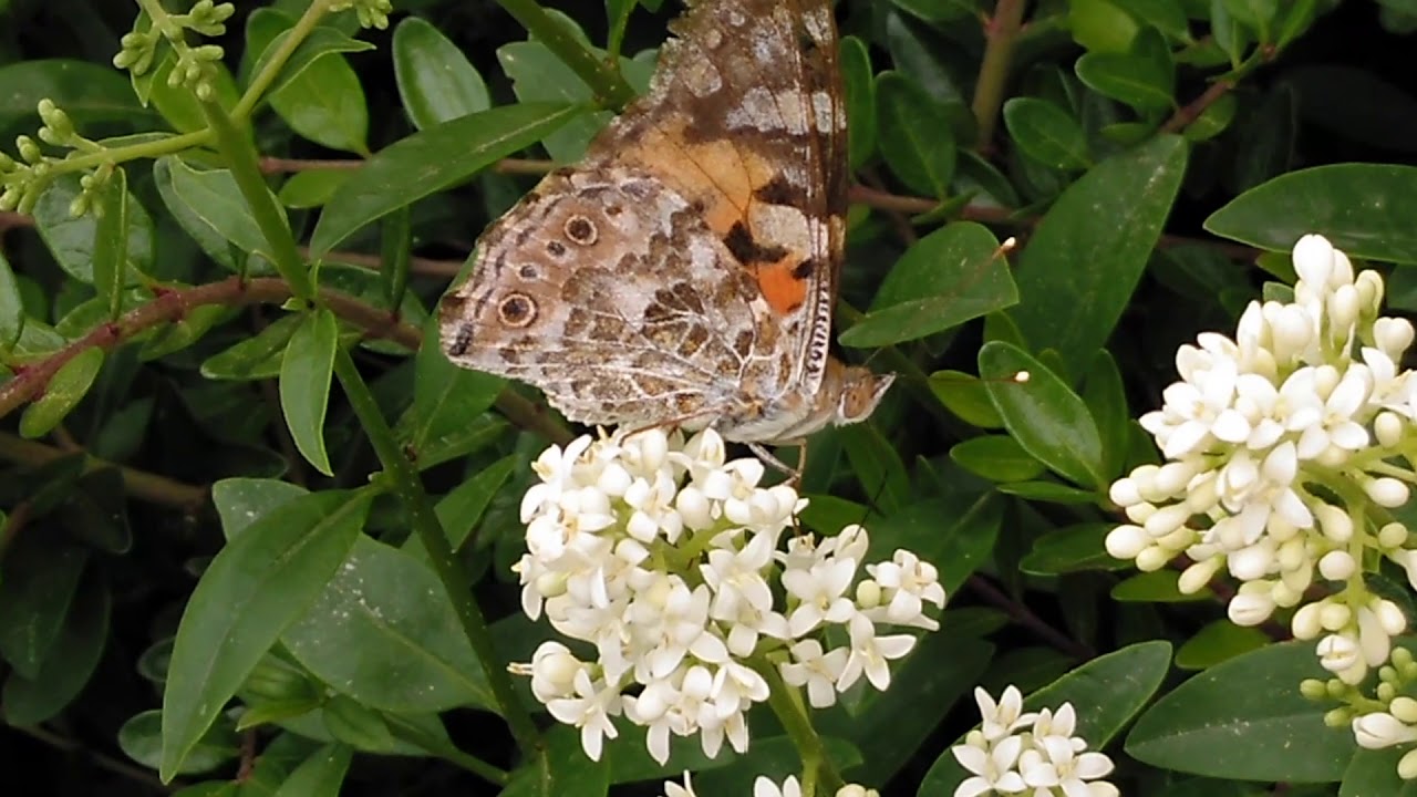 Butterfly Test Footage - YouTube