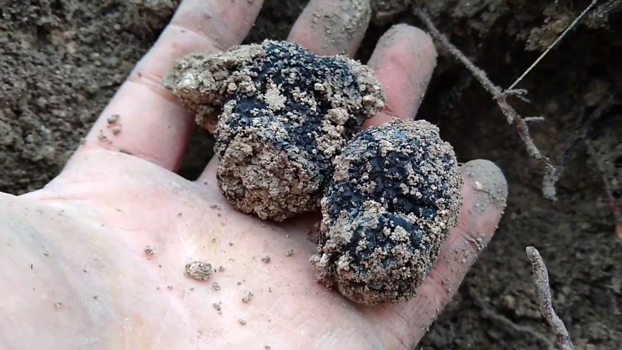 Cavage de la Truffe noire, Black truffle digging 2019 - YouTube