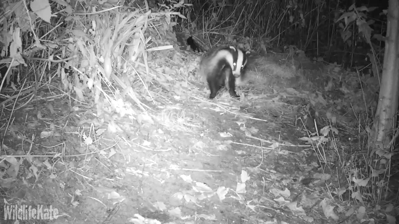 Scratching badger out of sett - YouTube