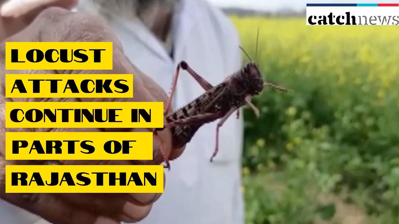 Locust Attacks Continue In Parts Of Rajasthan | Latest News | Catch ...