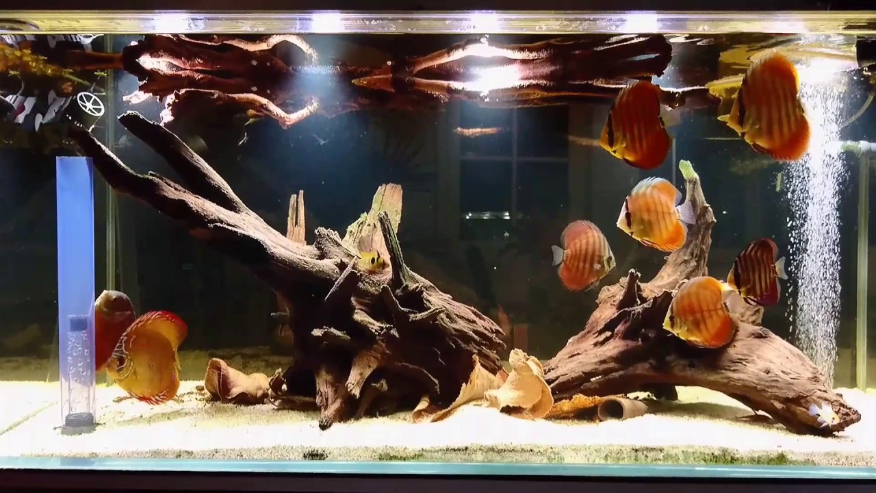 Discus San Merah aquarium update - YouTube