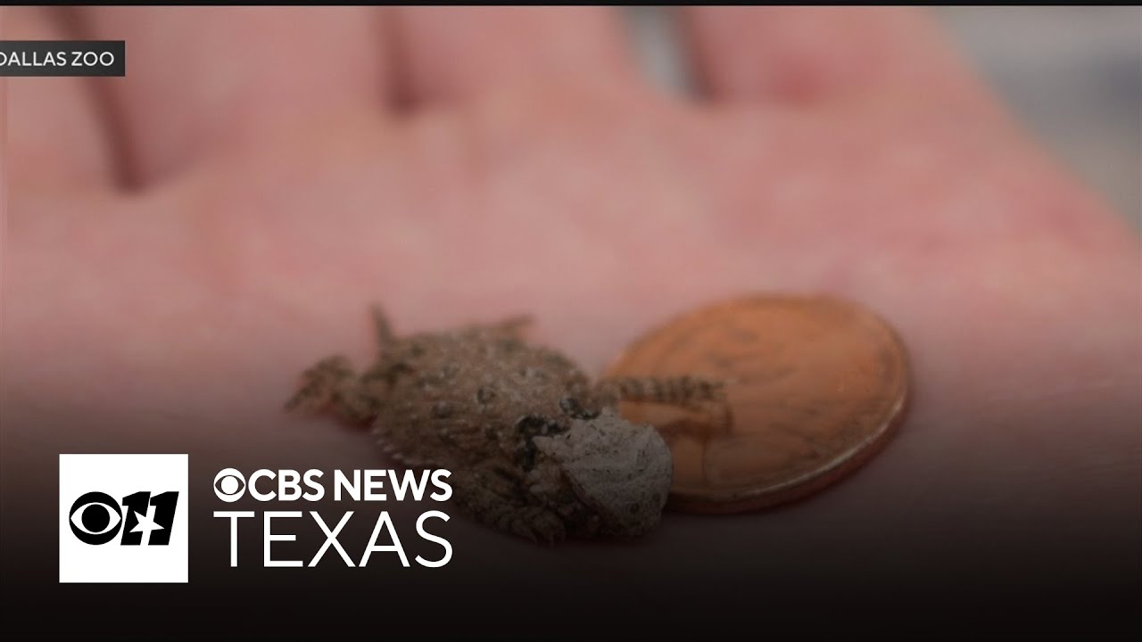 Dallas Zoo welcomes 18 baby horned lizards - YouTube