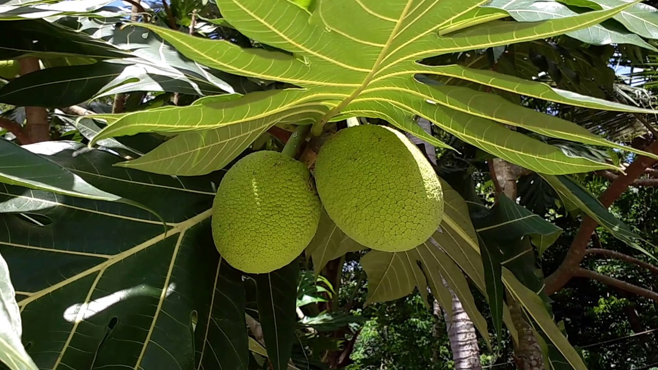 Indian Breadfruit tree | sheema chakka | kadachakka | ശീമചക്ക ...