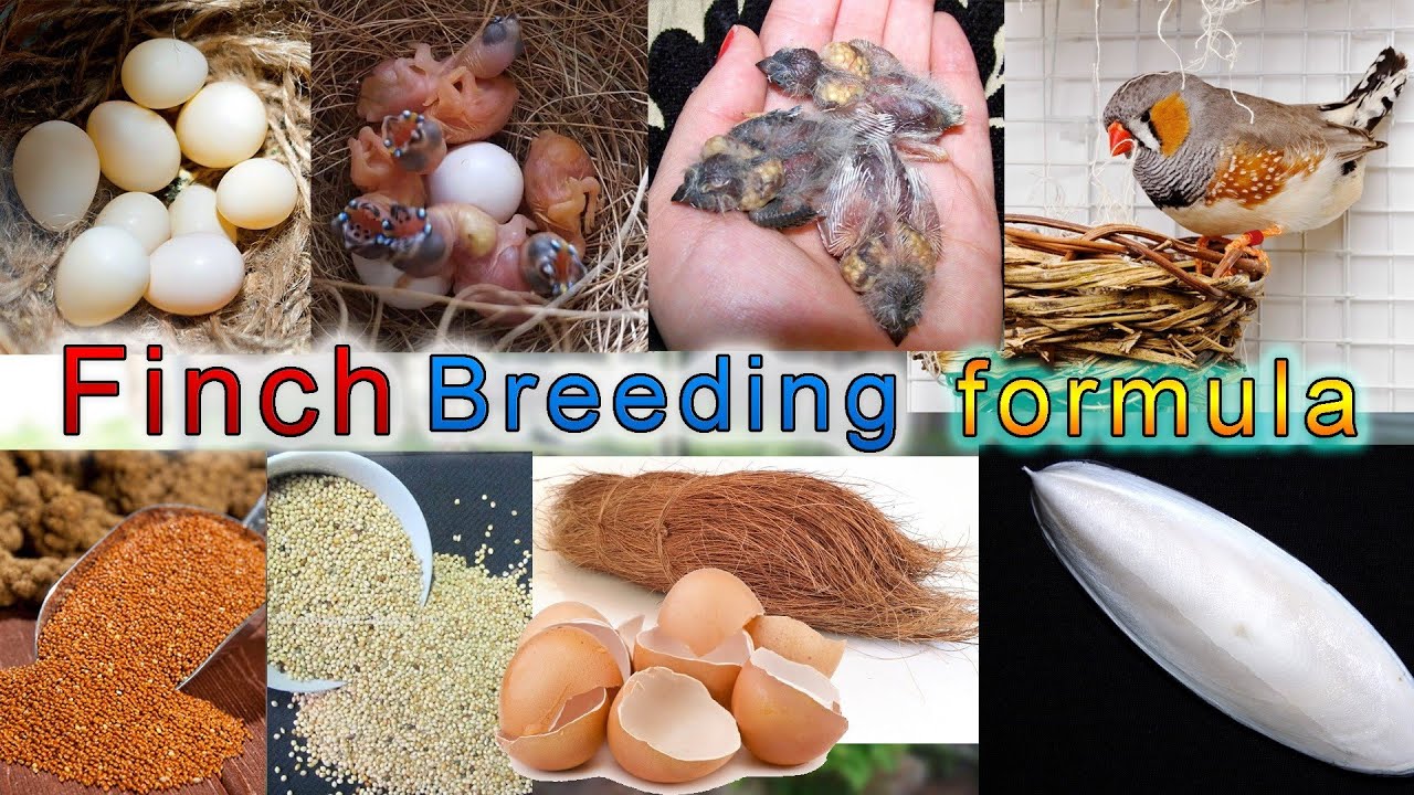 Finch Breeding Formula Finch Breeding tips_ فنچ بریڈنگ فارمولا - YouTube